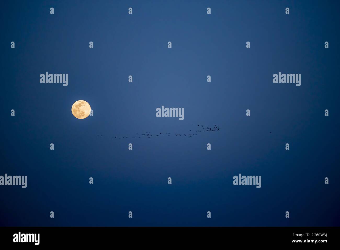 Beautiful shot flock flamingos hi-res stock photography and images - Alamy