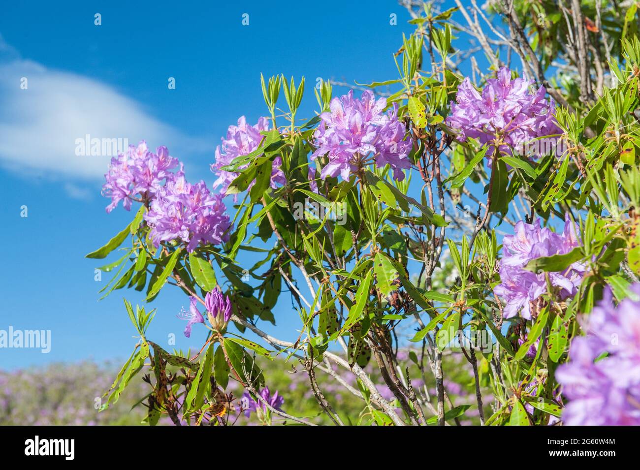 Wildflower ireland hi-res stock photography and images - Alamy
