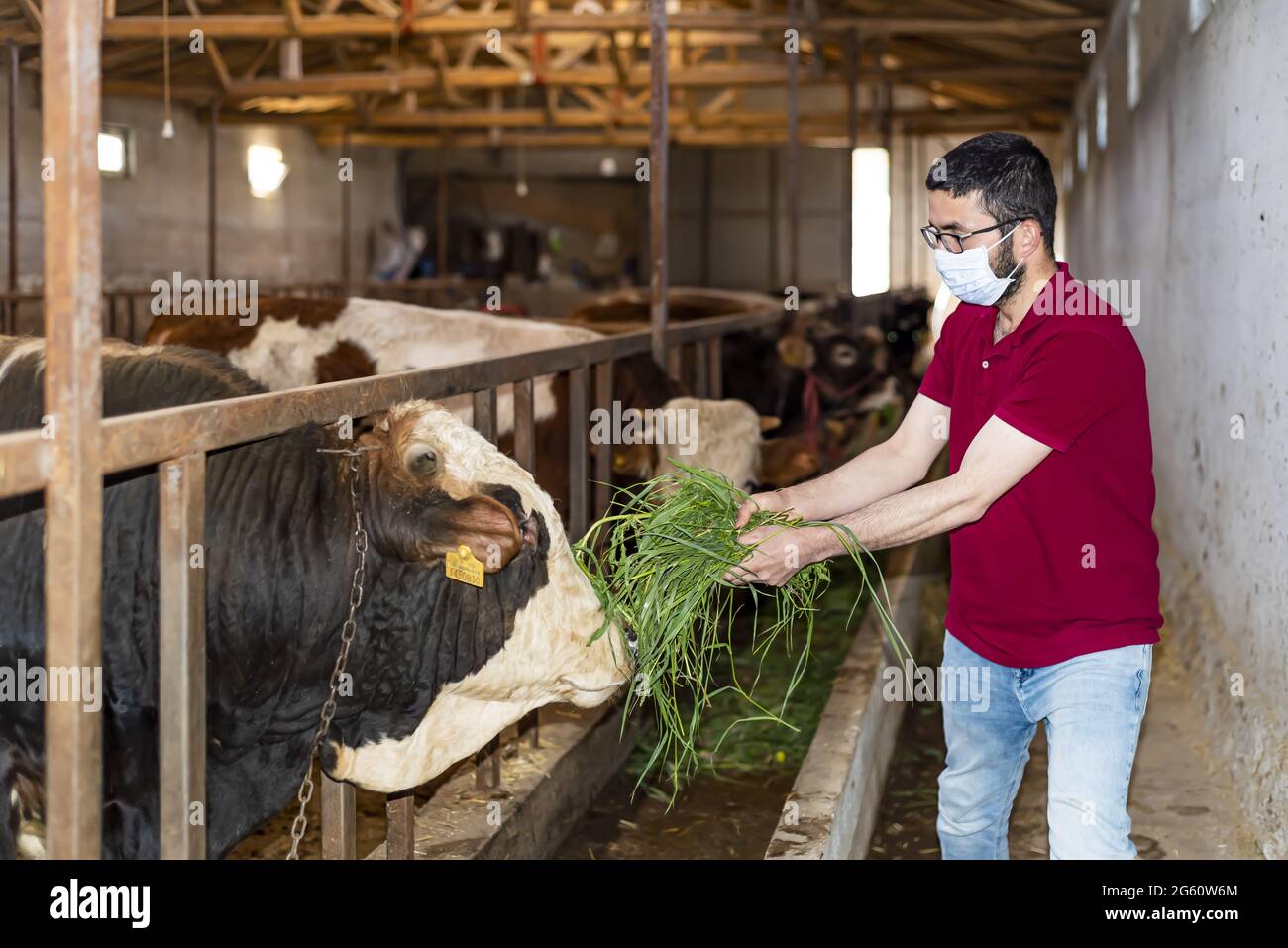 Shot of a young farmer in mask feeding animals Stock Photo - Alamy
