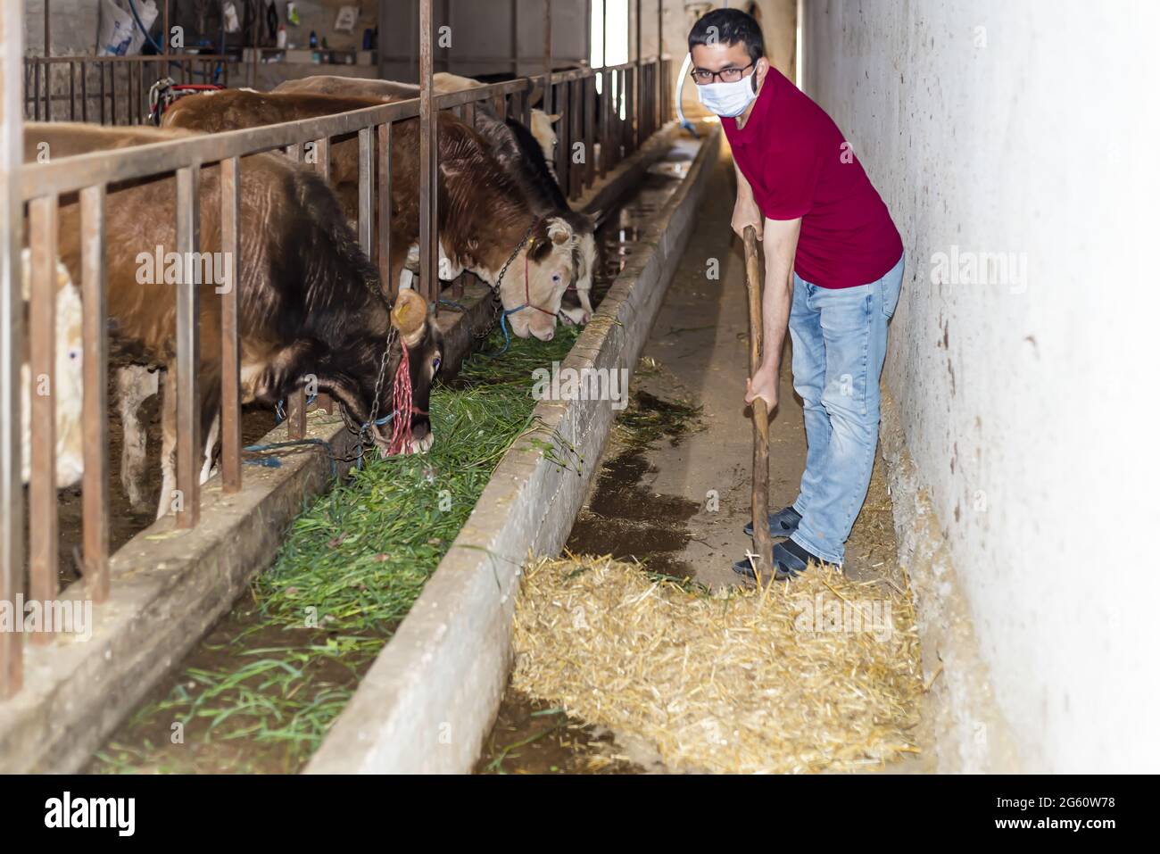 Shot of a young farmer in mask feeding animals Stock Photo - Alamy