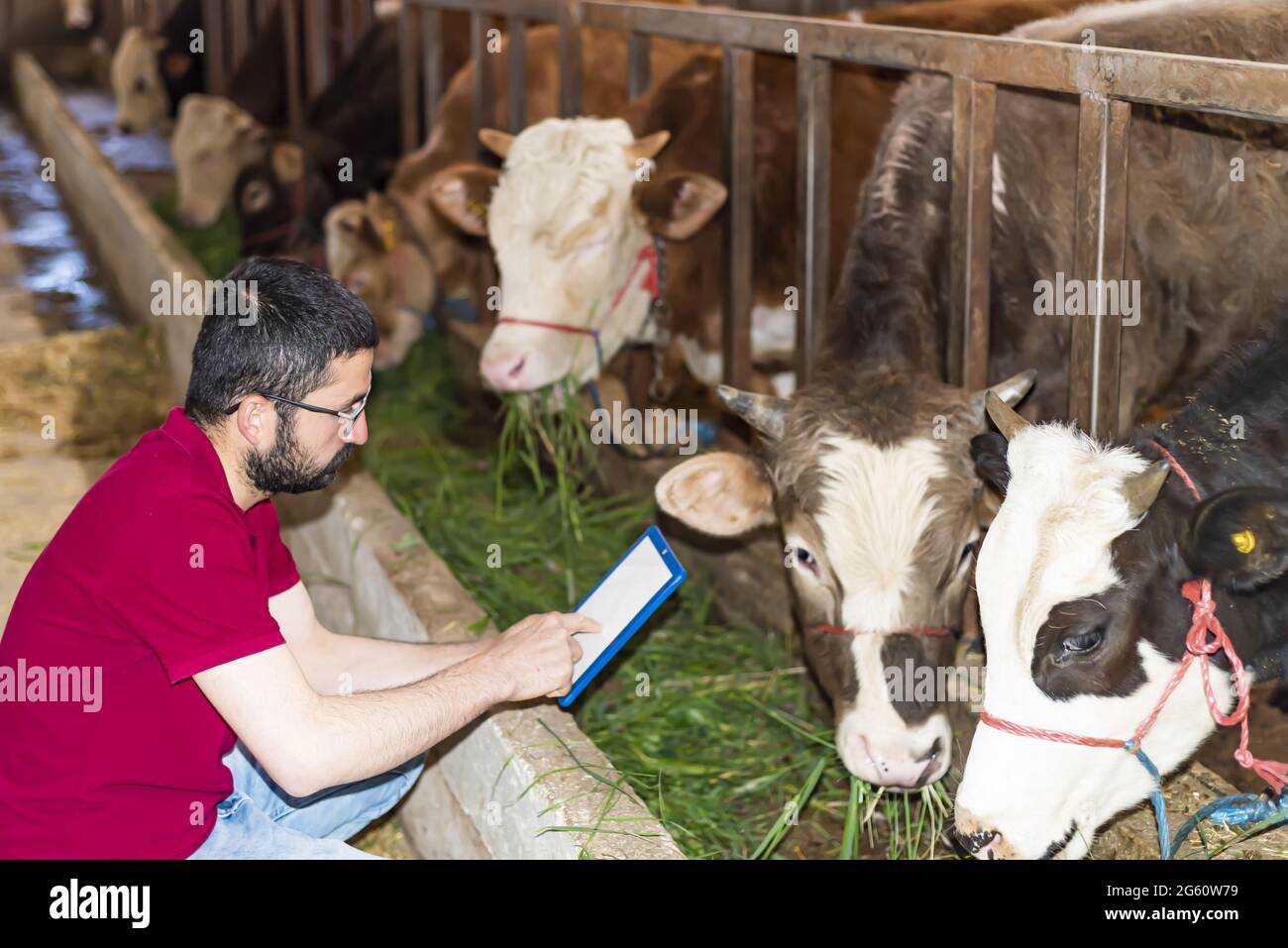 Cow monitoring system hi-res stock photography and images - Alamy