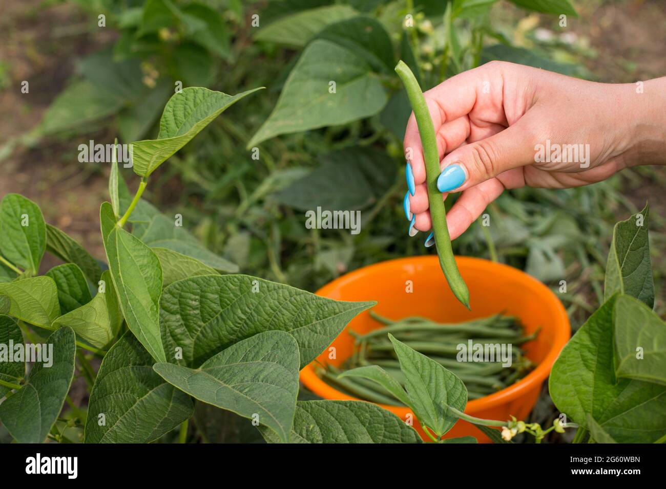 Female hand showing long green bean just picked from plant Stock Photo ...