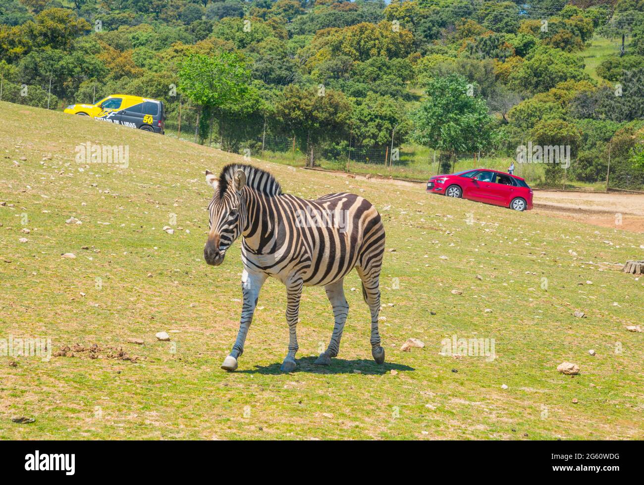 Visitando animales hi-res stock photography and images - Alamy
