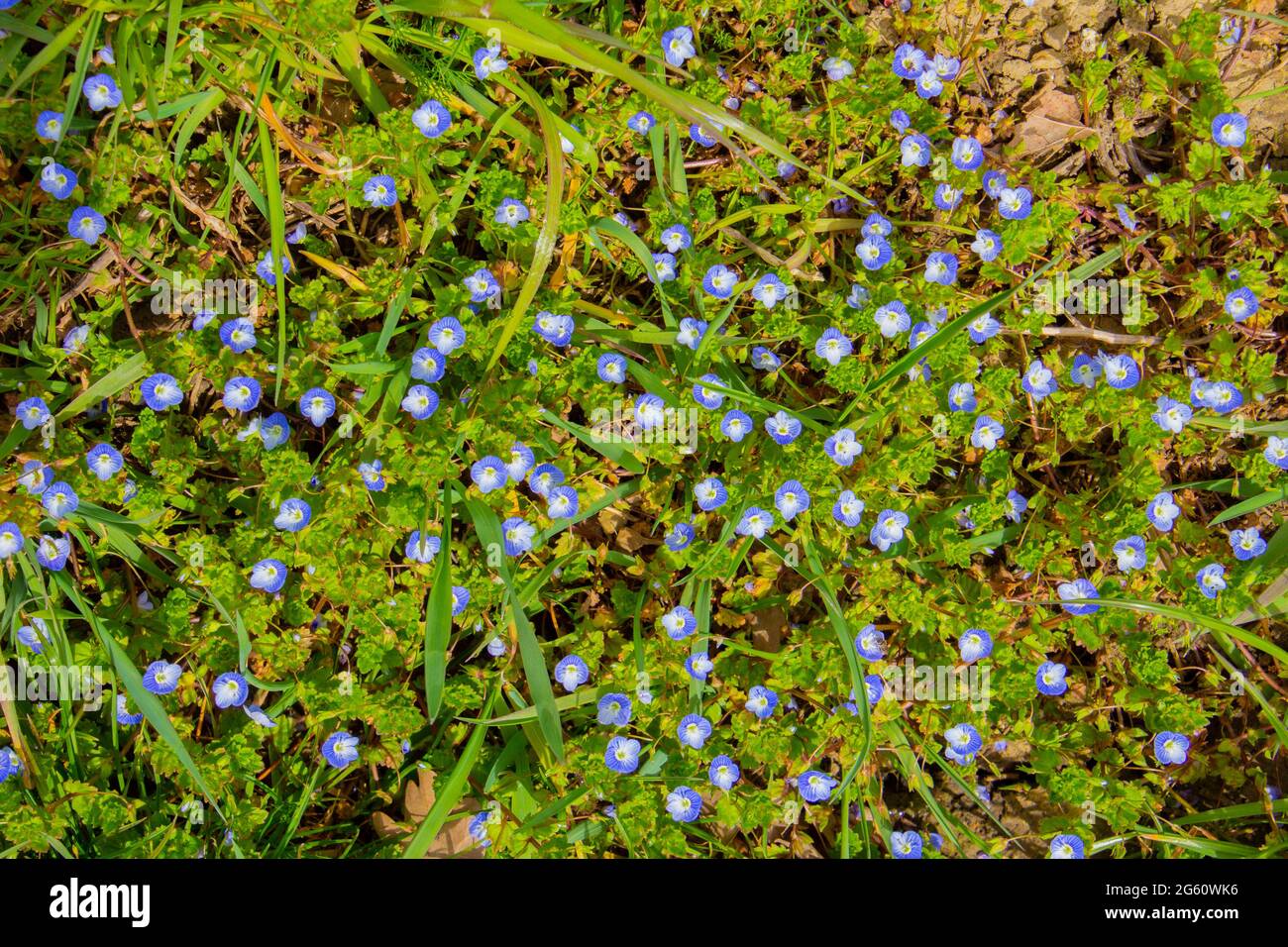 Blue blossoms of persian speedwell, also called Veronica persica or ...