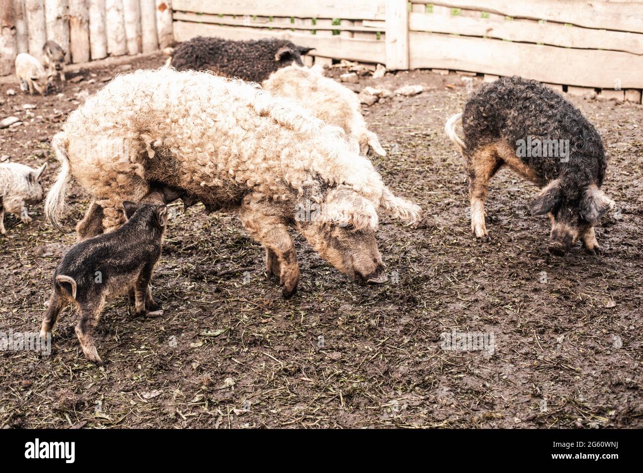 Dirty pig and piglets with curly hair at outdoor farm Stock Photo - Alamy