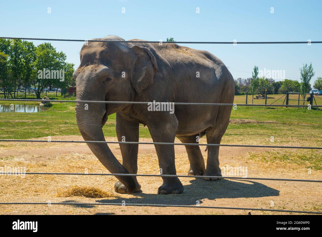Parque safari de animales hi-res stock photography and images - Alamy