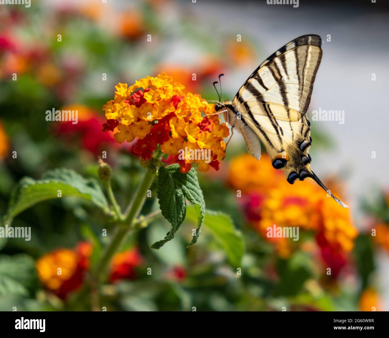 Swallowtail butterfly on lantana red orange color flowers. Lepidoptera ...