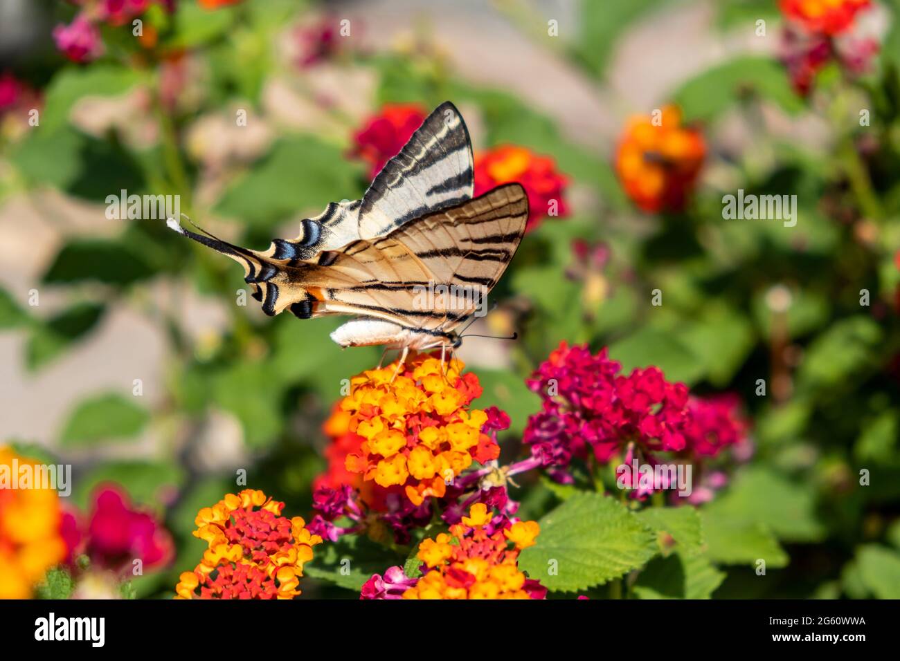 Butterfly on lantana red yellow color flowers. Swallowtail insect ...