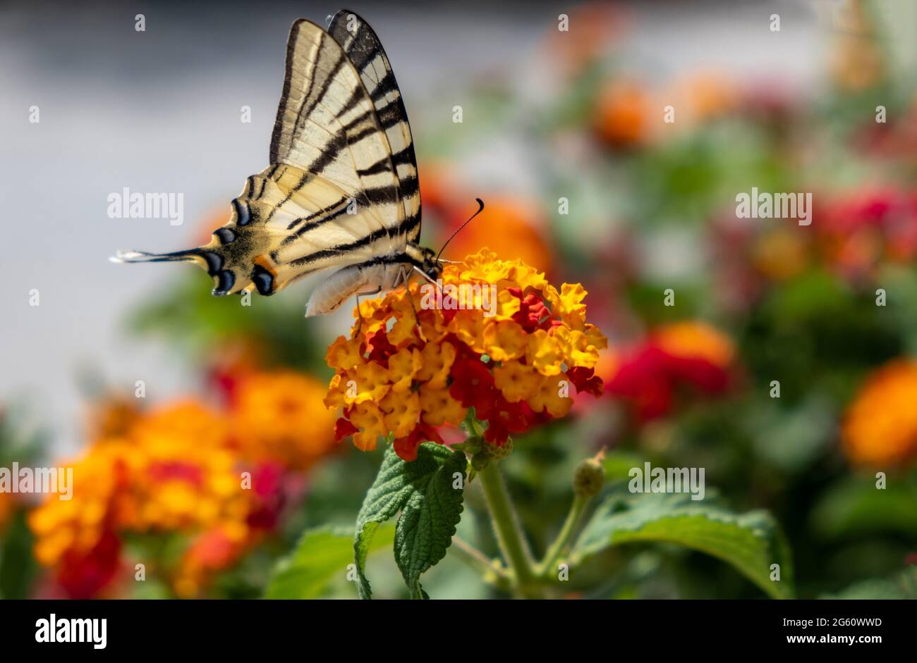 Butterfly on lantana red yellow color flowers. Swallowtail insect ...