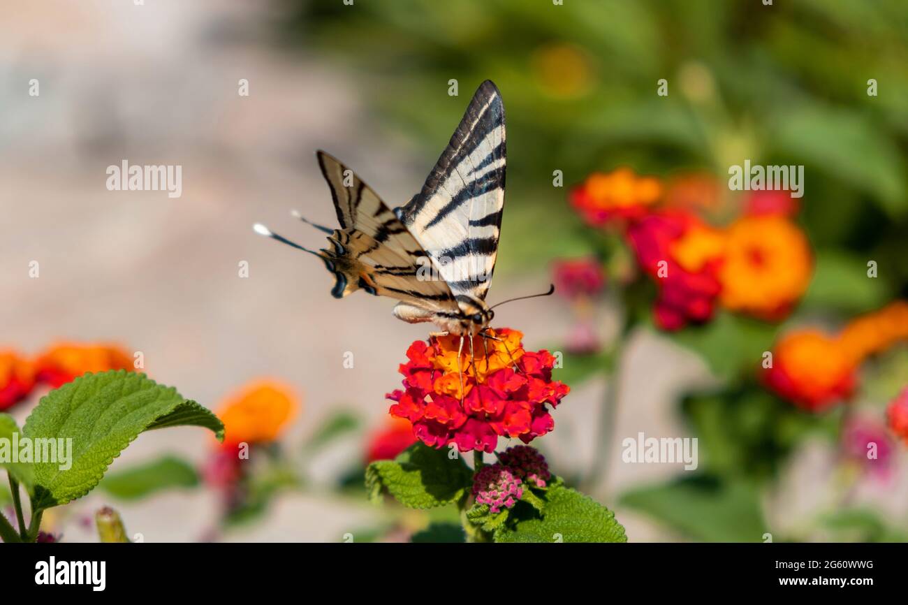 Swallowtail butterfly on lantana red orange color flowers. Lepidoptera ...