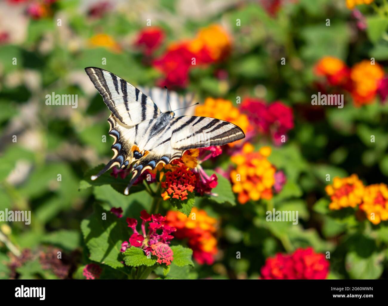 Swallowtail butterfly on lantana red orange color flowers. Lepidoptera ...