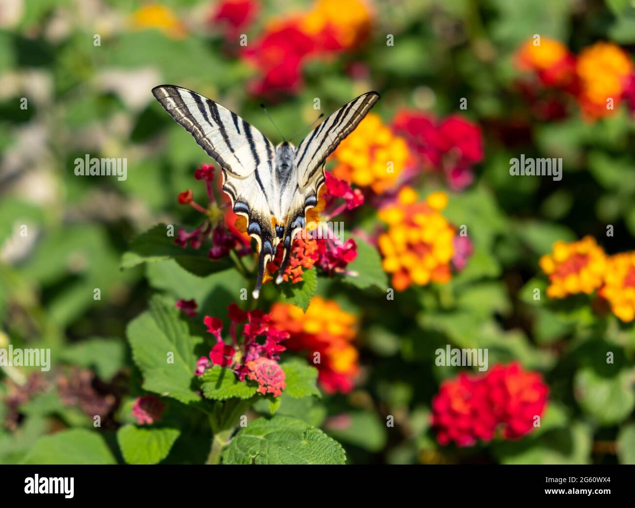 Butterfly on lantana red yellow color flowers. Swallowtail insect ...
