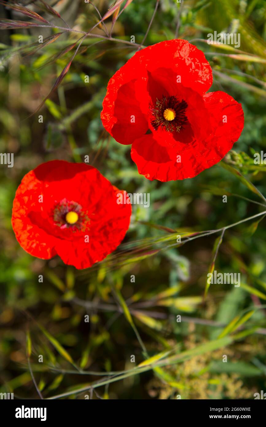 Dos plantas hi-res stock photography and images - Alamy