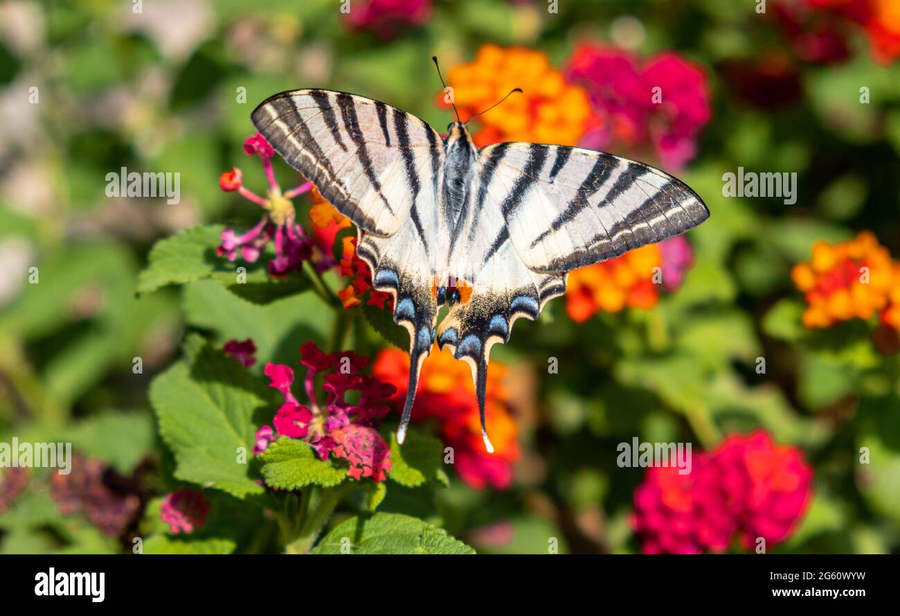 Lepidoptera family hi-res stock photography and images - Alamy