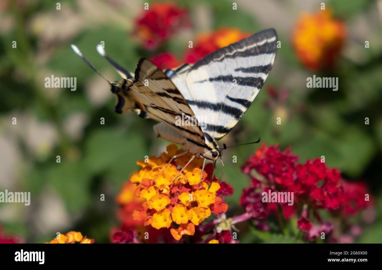 Butterfly on lantana red yellow color flowers. Swallowtail insect ...