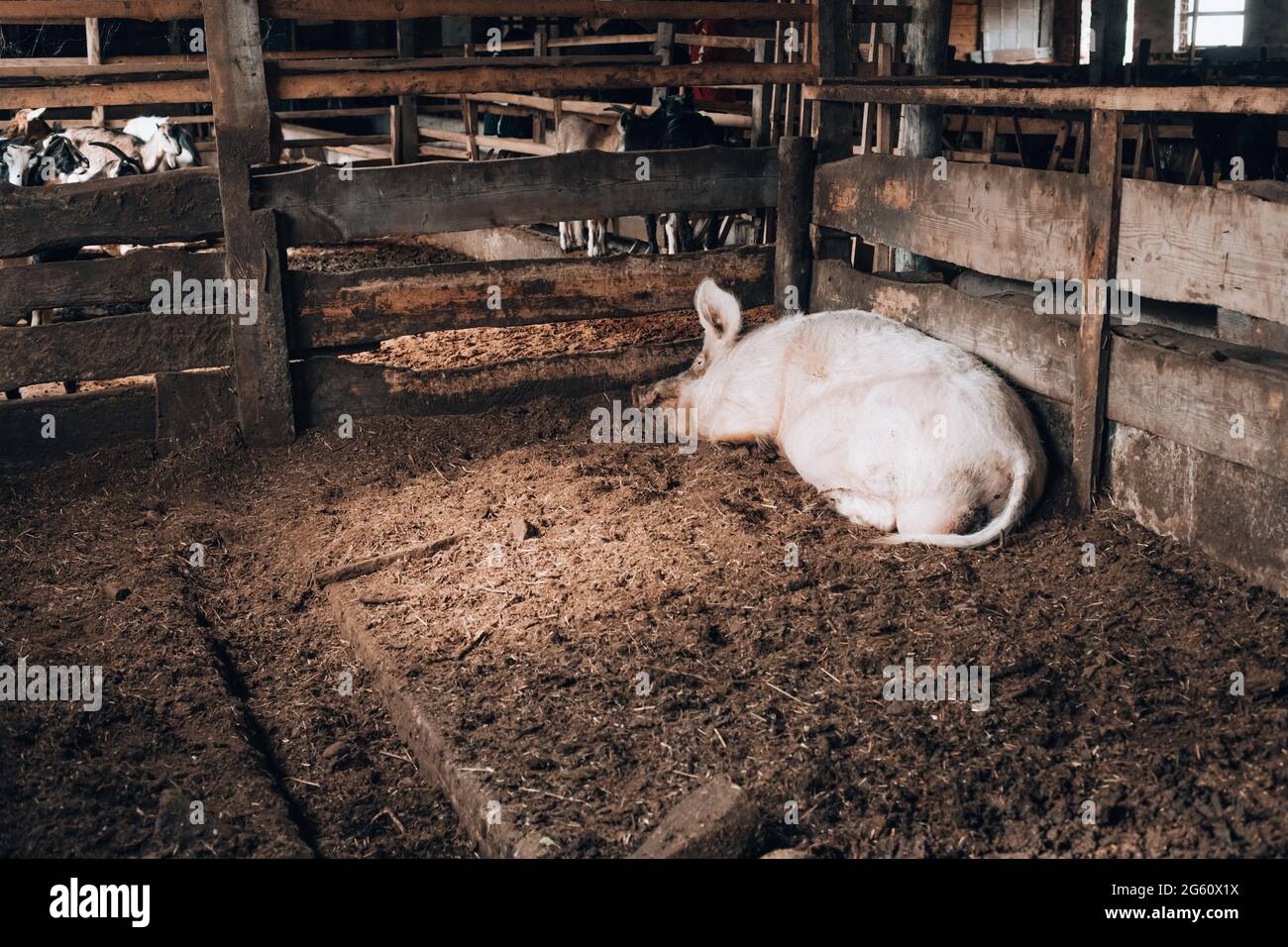 Large fully grown male pig on muddy ground Stock Photo - Alamy