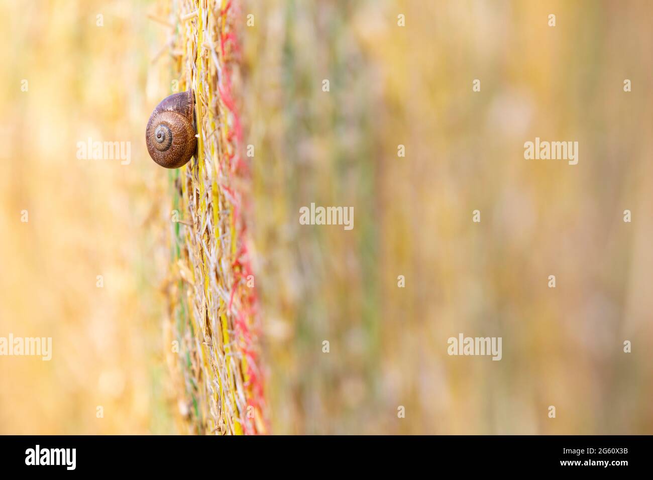 Snail on a straw bale Stock Photo - Alamy