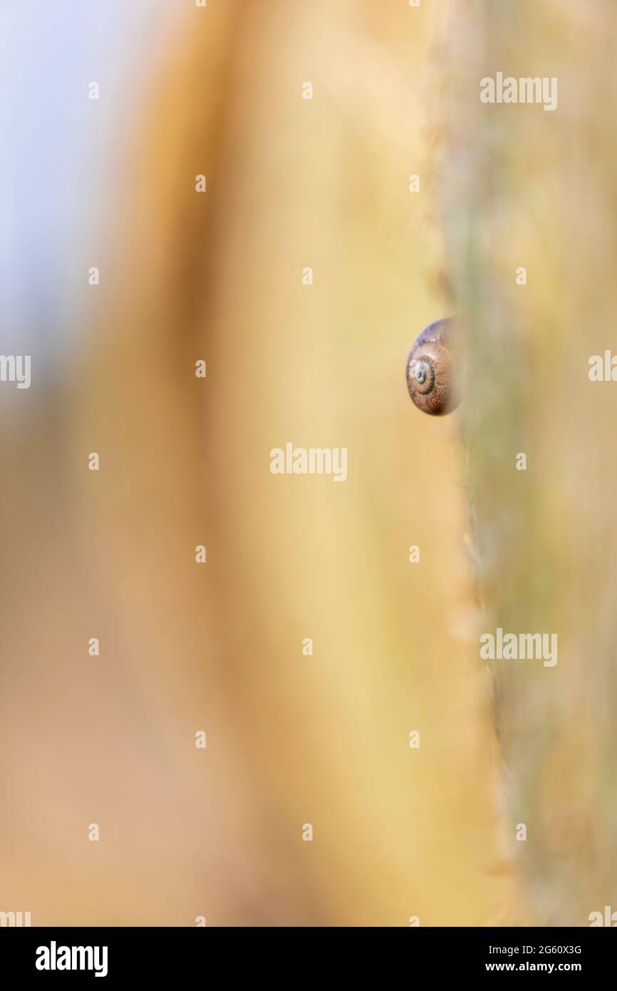 Snail on a straw bale Stock Photo - Alamy