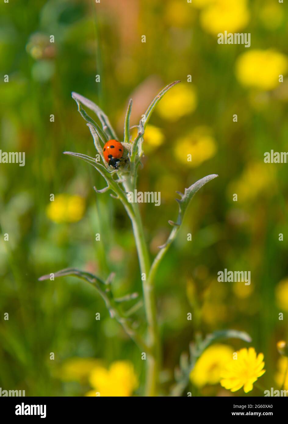 Ladybird on a leaf Stock Photo - Alamy