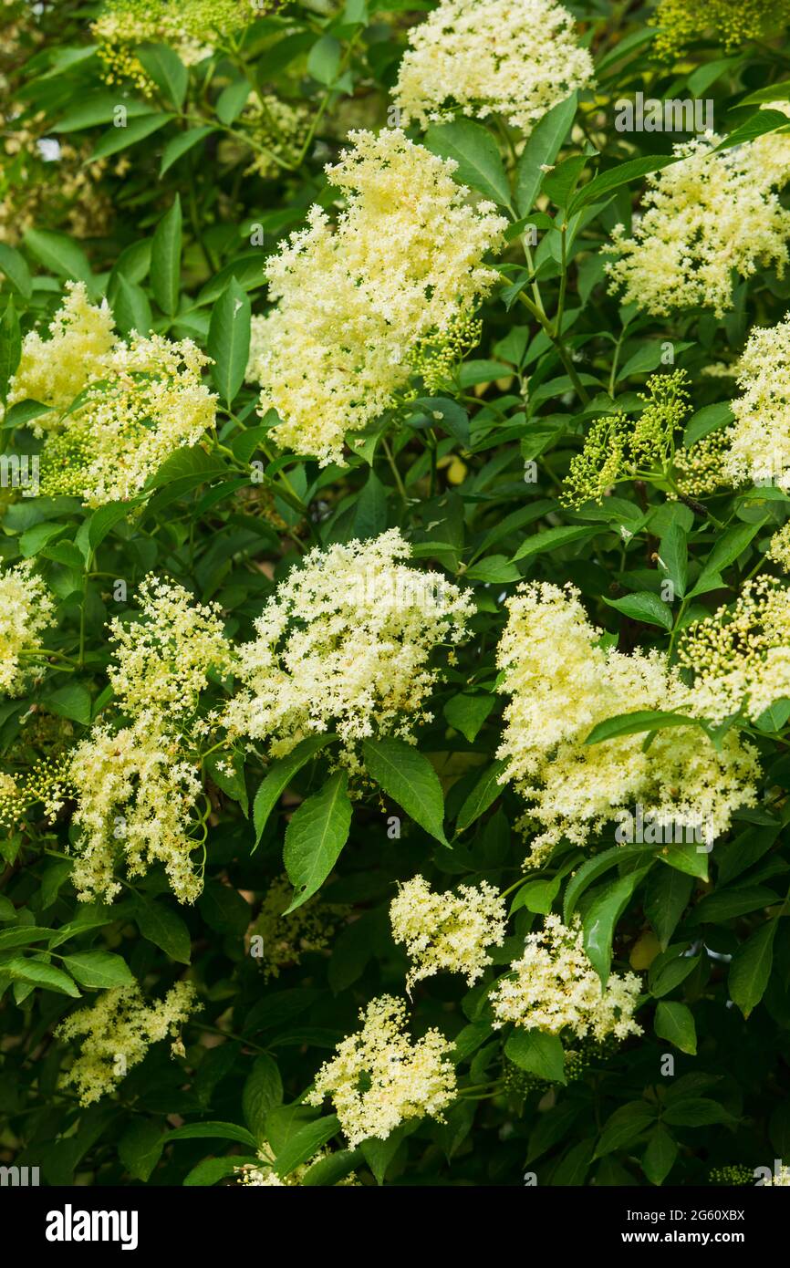 The blooming tree of the white elderberry flower Stock Photo - Alamy