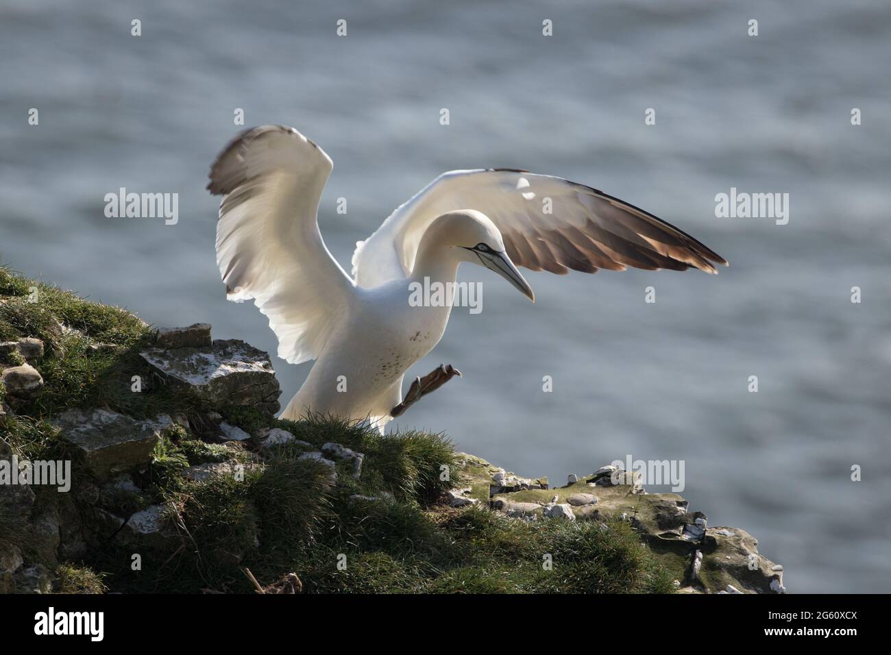 Gannets bempton cliffs east yorkshire hi-res stock photography and ...