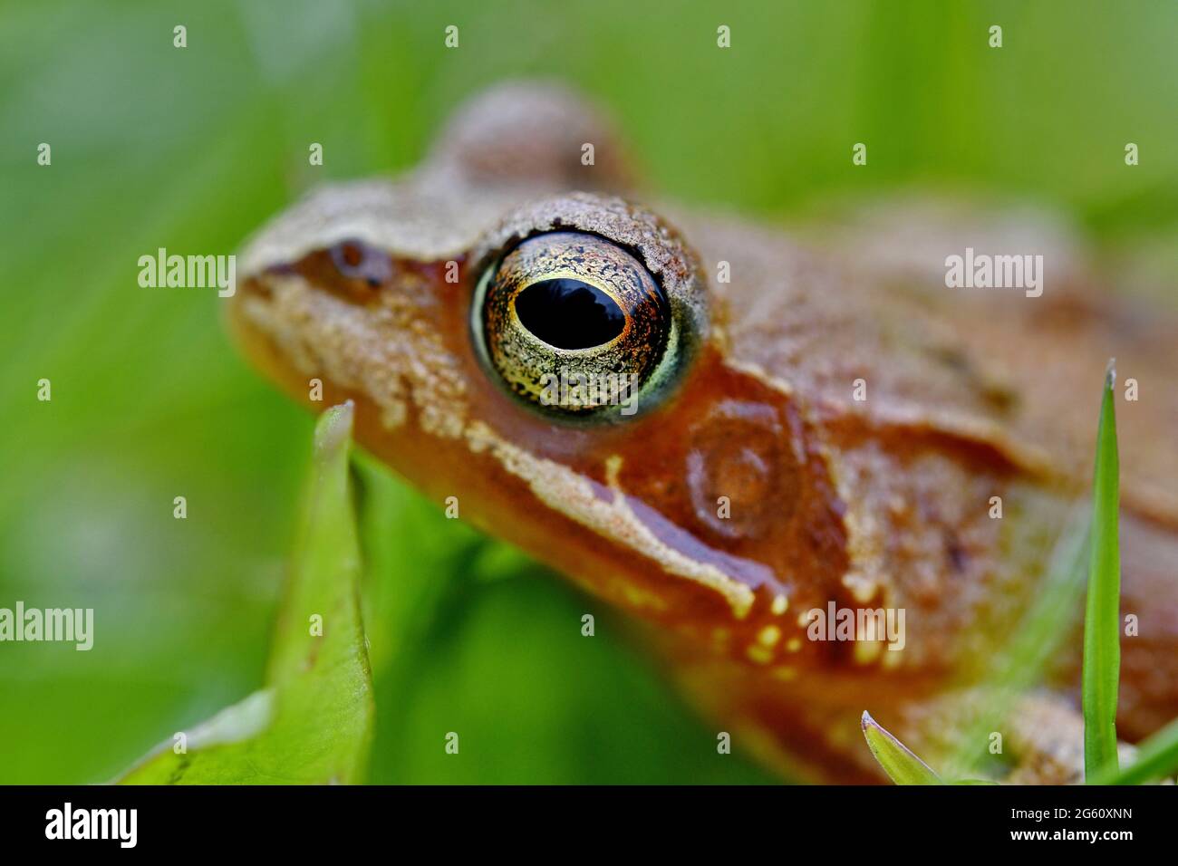 France, Doubs, amphibian, Common frog (Rana temporaria Stock Photo - Alamy