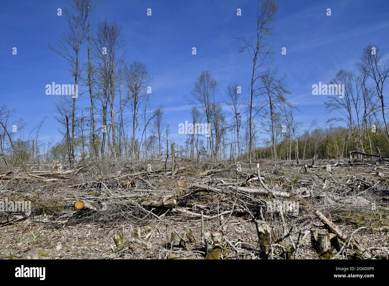France, Doubs, France, logging of a coniferous forest sick from the ...