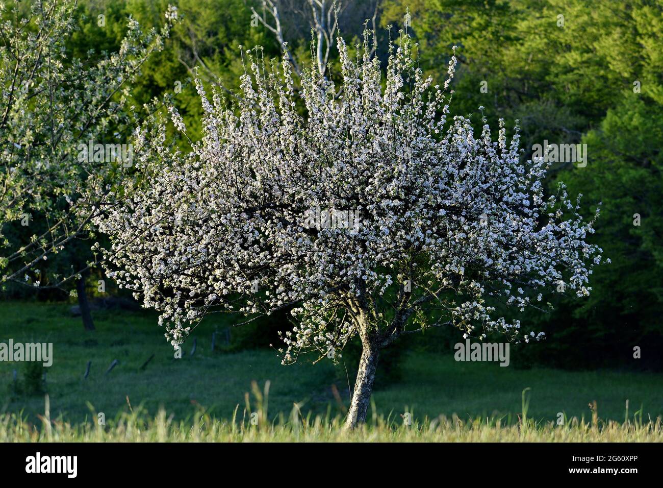 France, Doubs, fruit tree, apple tree in blossom Stock Photo - Alamy