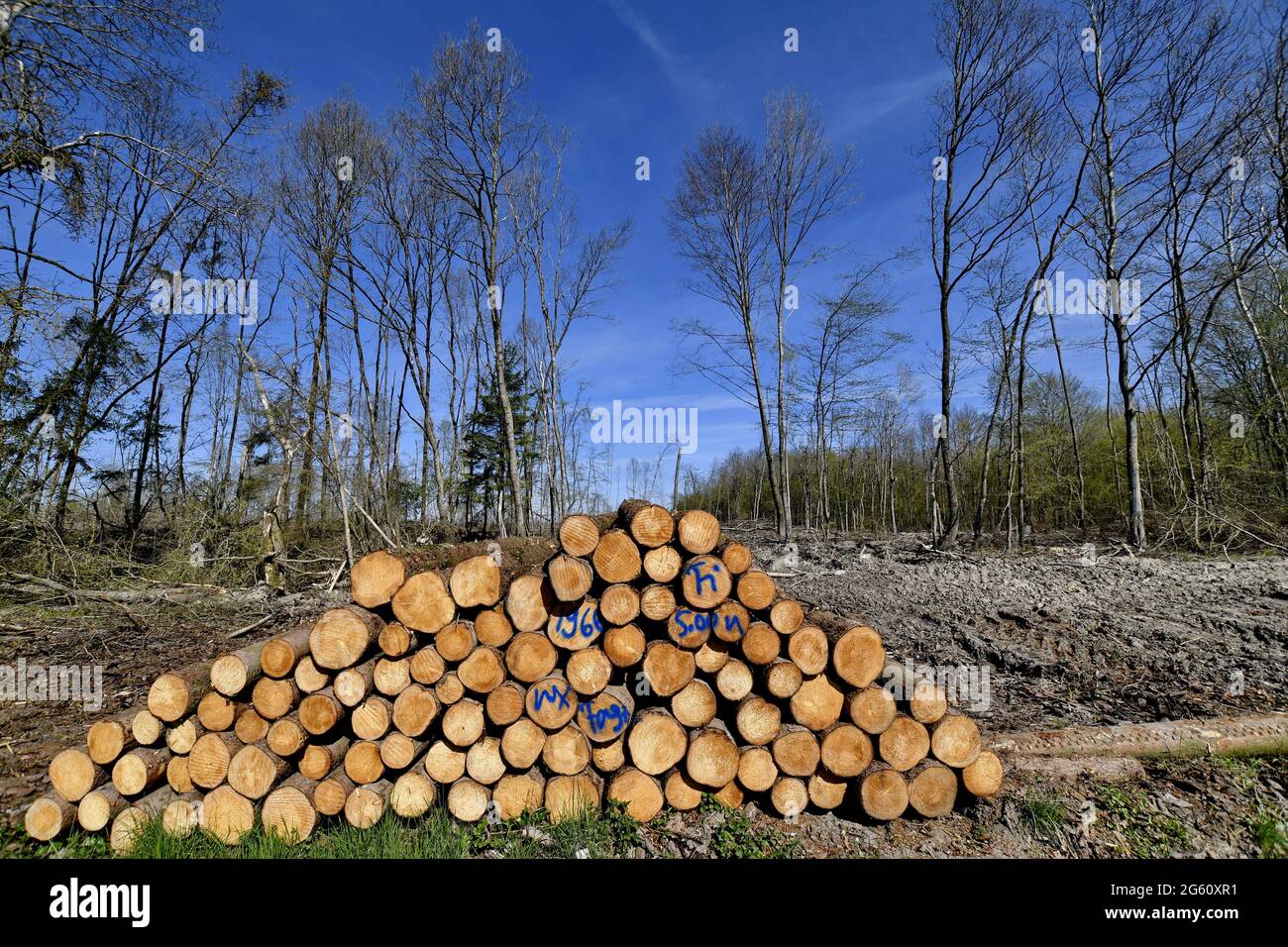 France, Doubs, France, cutting a coniferous forest sick from the bark ...
