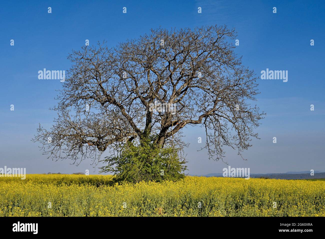 Isolated plateau hi-res stock photography and images - Alamy