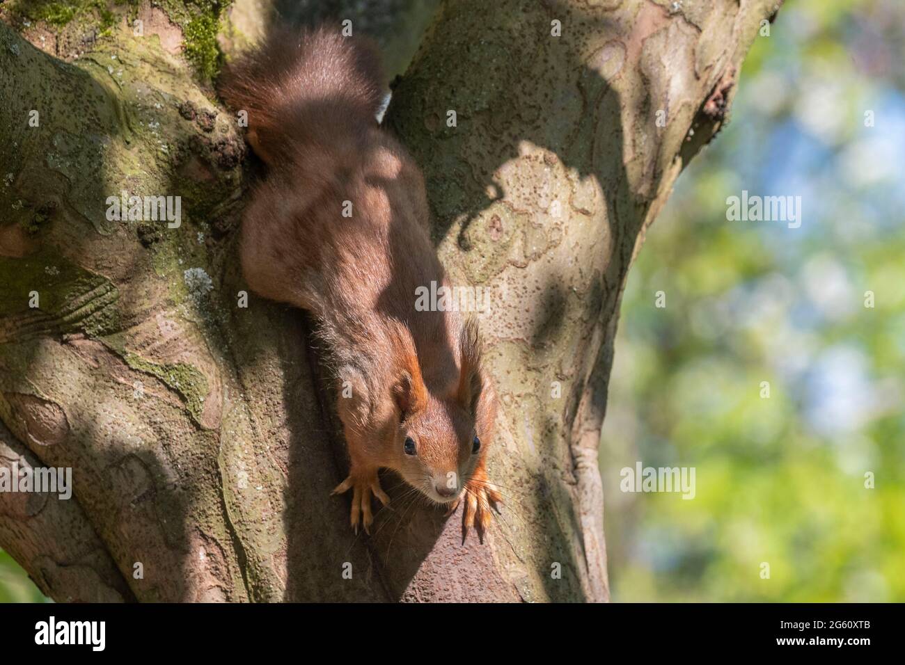 France, Bas Rhin, Strasbourg, garden, Red Squirrel (Sciurus vulgaris ...