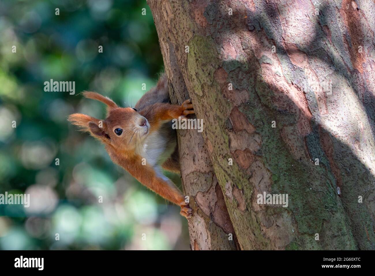 France, Bas Rhin, Strasbourg, garden, Red Squirrel (Sciurus vulgaris ...