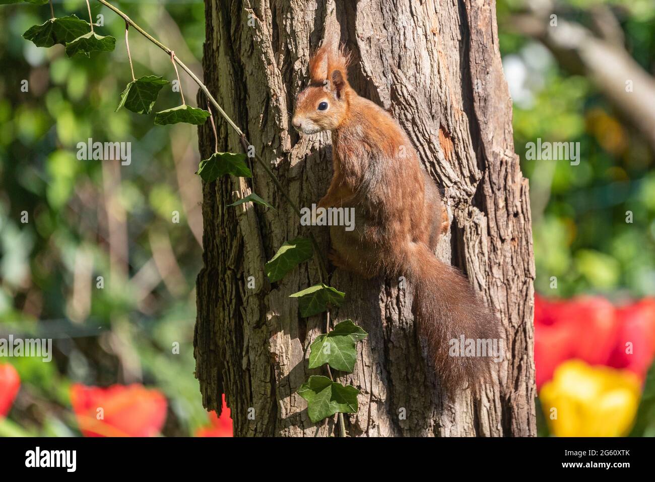 France, Bas Rhin, Strasbourg, garden, Red Squirrel (Sciurus vulgaris ...