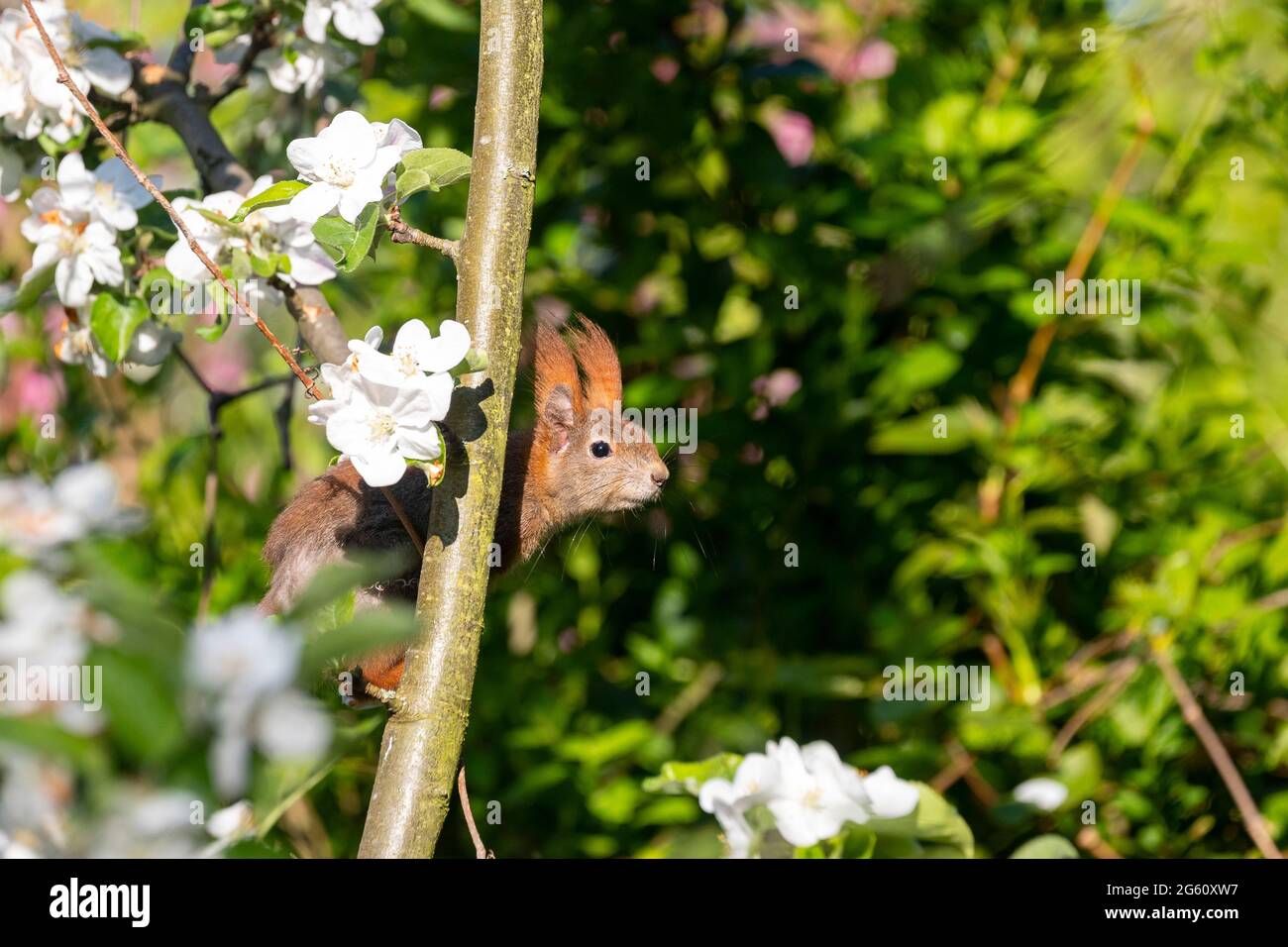 France, Bas Rhin, Strasbourg, garden, Red Squirrel (Sciurus vulgaris ...