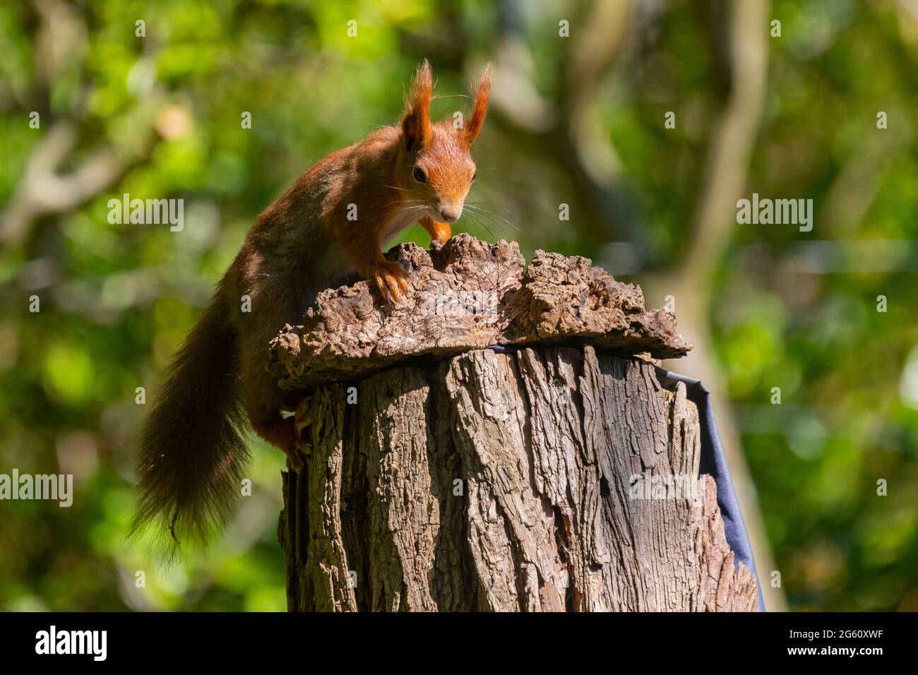 France, Bas Rhin, Strasbourg, garden, Red Squirrel (Sciurus vulgaris ...
