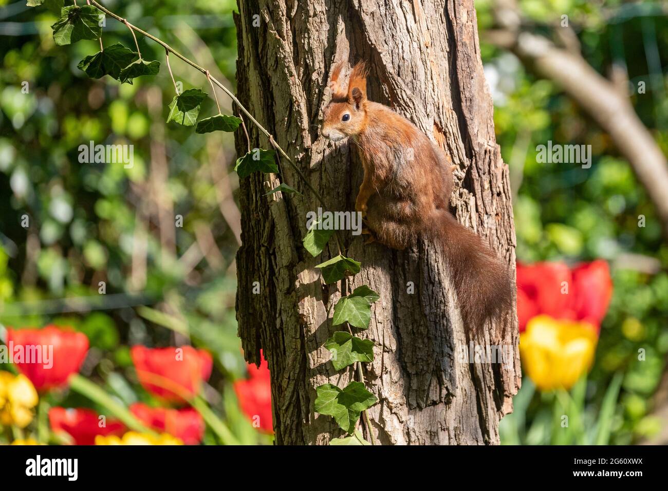 France, Bas Rhin, Strasbourg, garden, Red Squirrel (Sciurus vulgaris ...