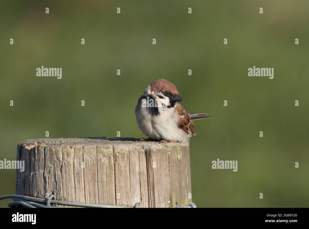 Tree Sparrow British Isles High Resolution Stock Photography and Images ...