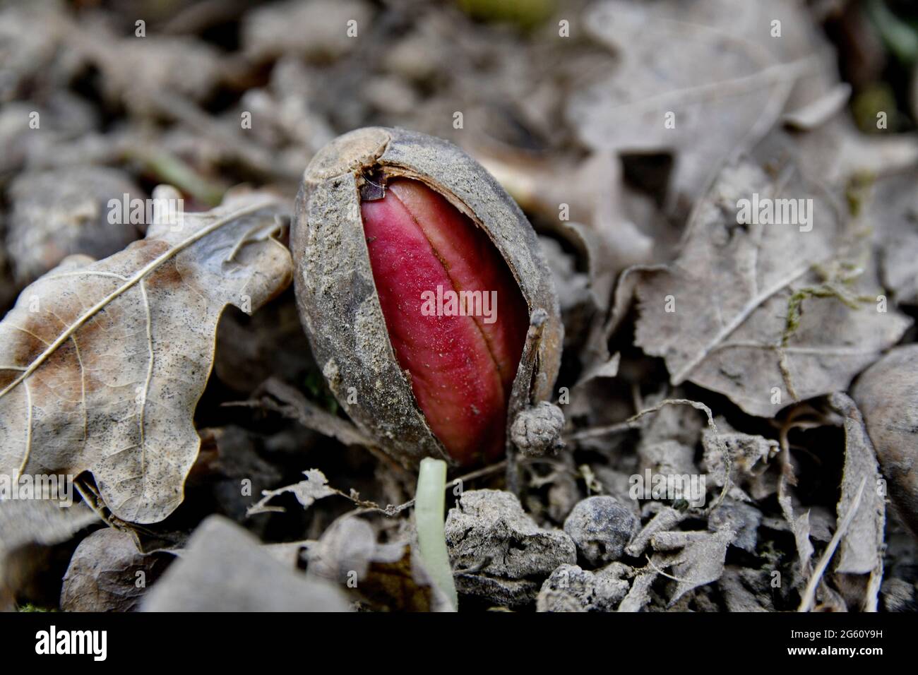 France, Doubs, oak, acorns on the ground, germination Stock Photo - Alamy