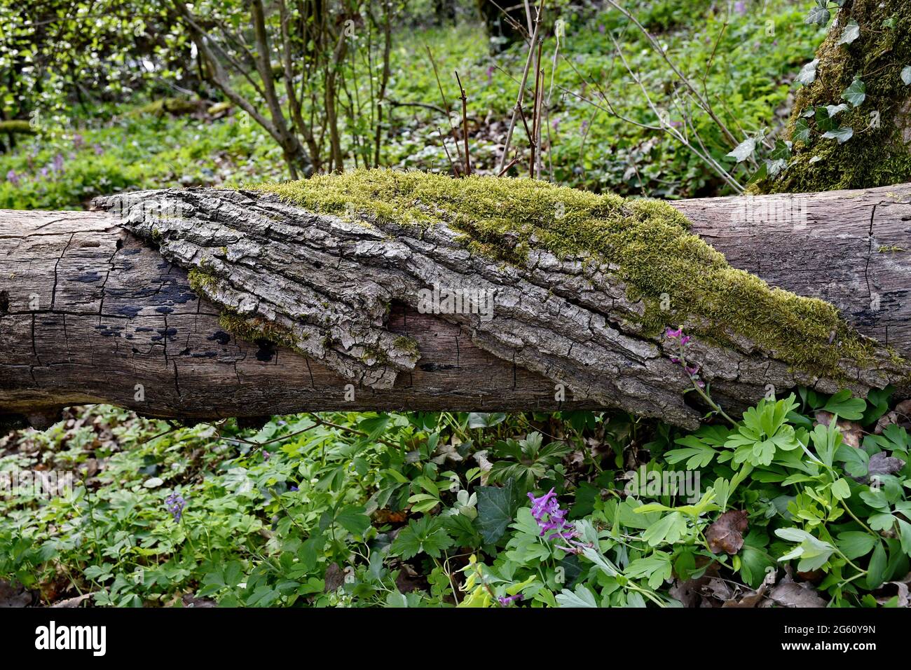 France, Doubs, tree, oak, bark, dead tree fallen to the ground Stock ...