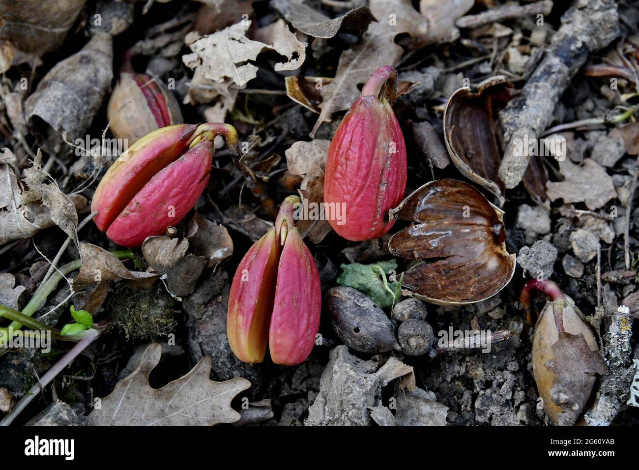 France, Doubs, oak, acorns on the ground, germination Stock Photo - Alamy