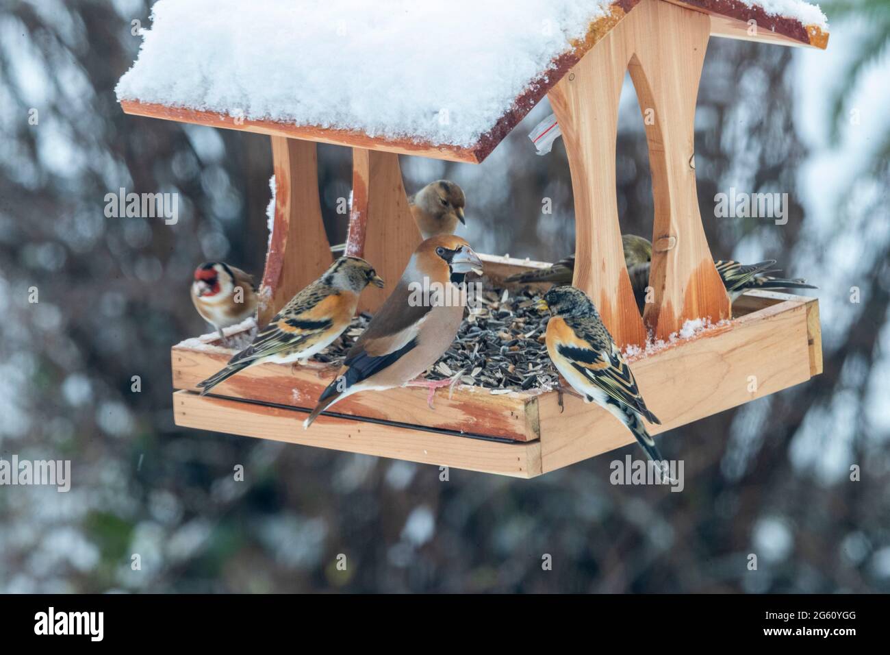 Finches of europe hi-res stock photography and images - Alamy