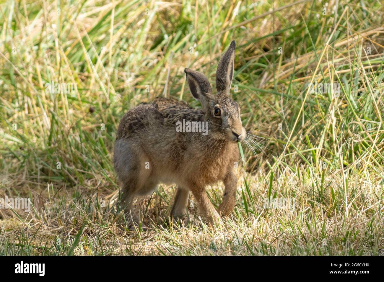France, Oise, Senlis region, land of arable farming, European hare ...