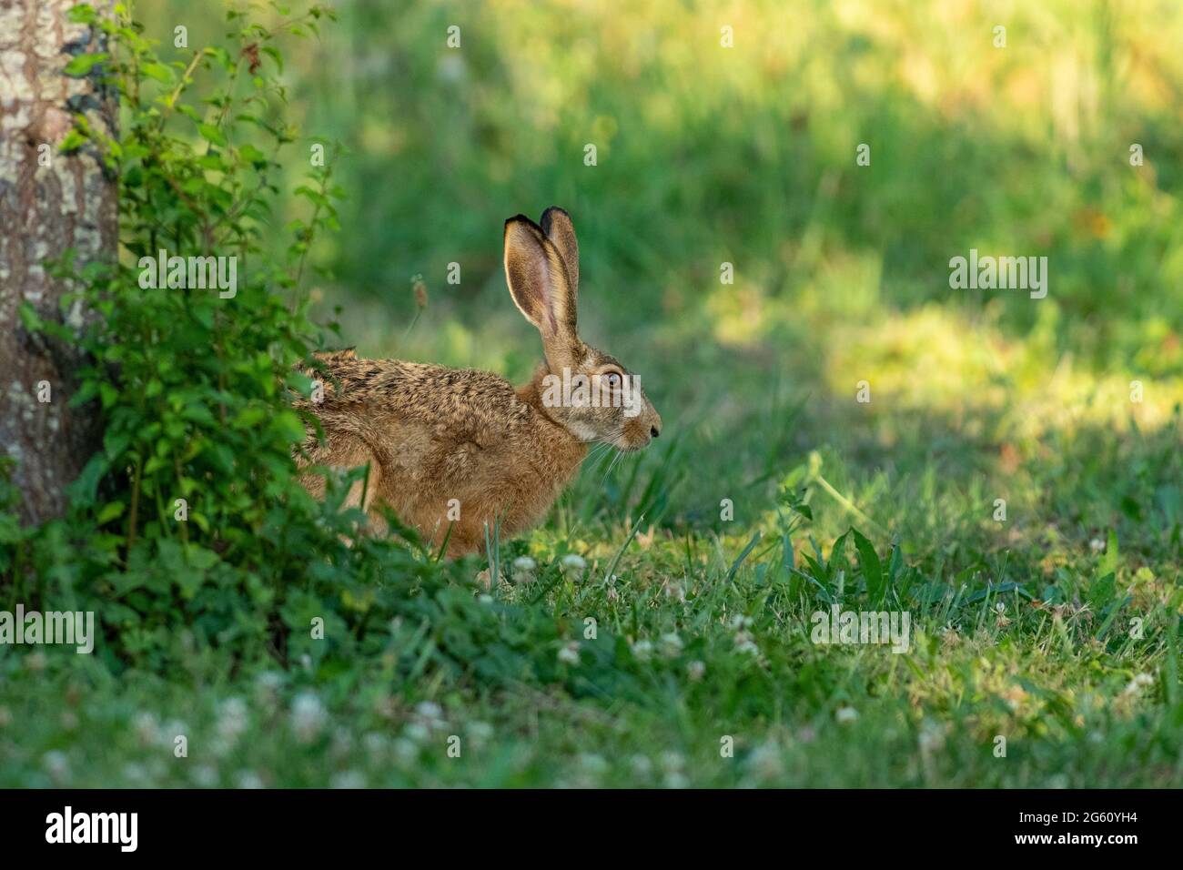 France, Oise, Senlis region, land of arable farming, European hare ...