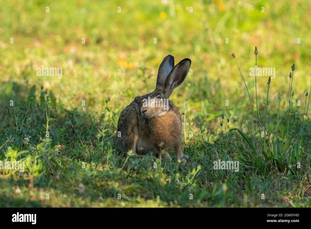 France, Oise, Senlis region, land of arable farming, European hare ...
