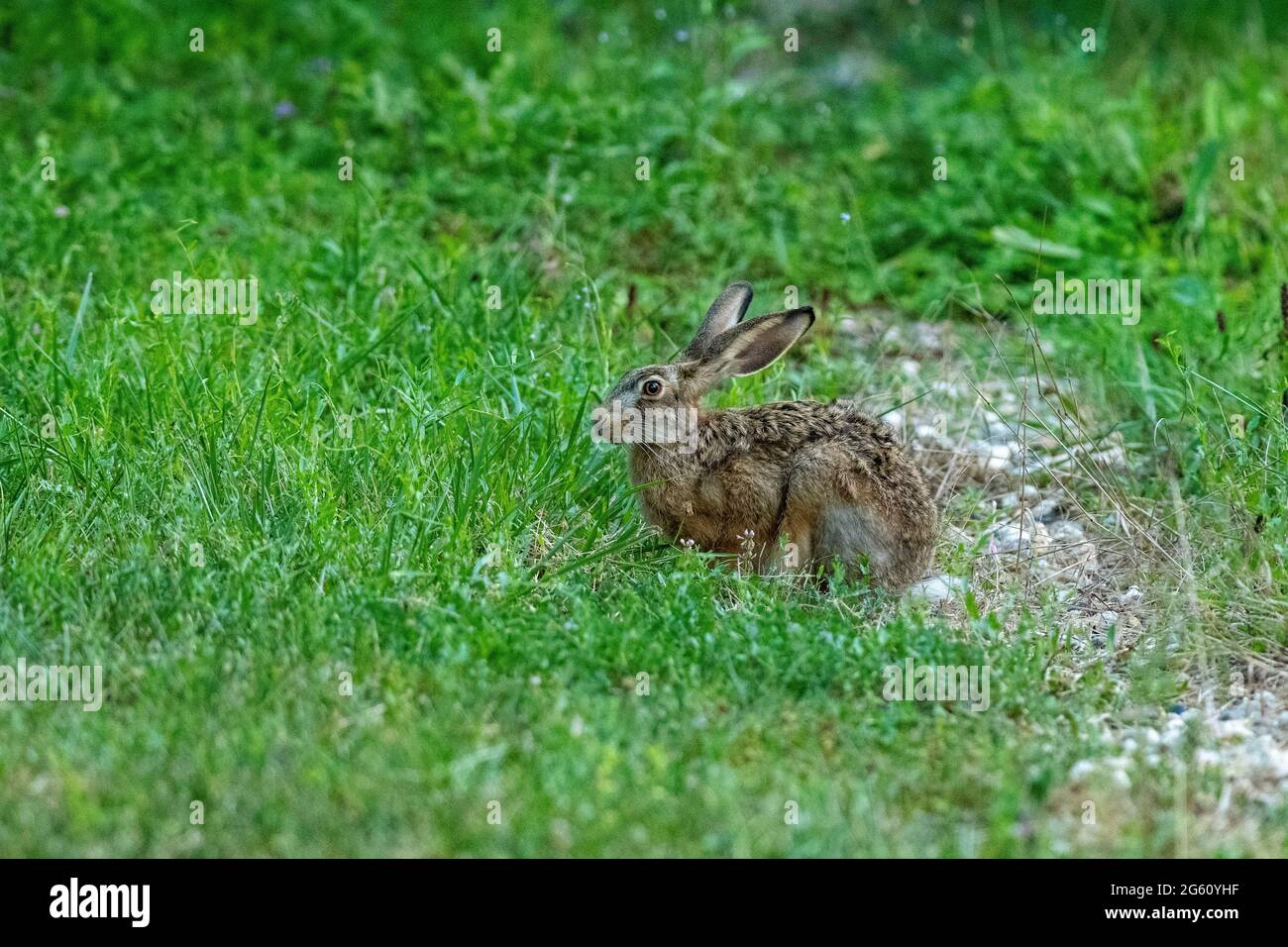France, Oise, Senlis region, land of arable farming, European hare ...