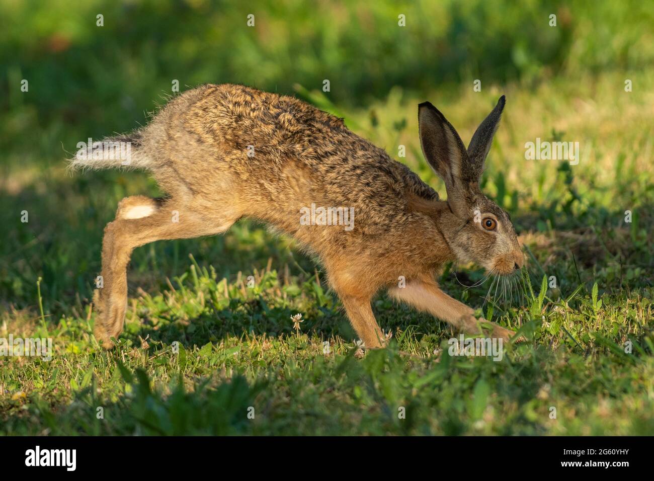 France, Oise, Senlis region, land of arable farming, European hare ...