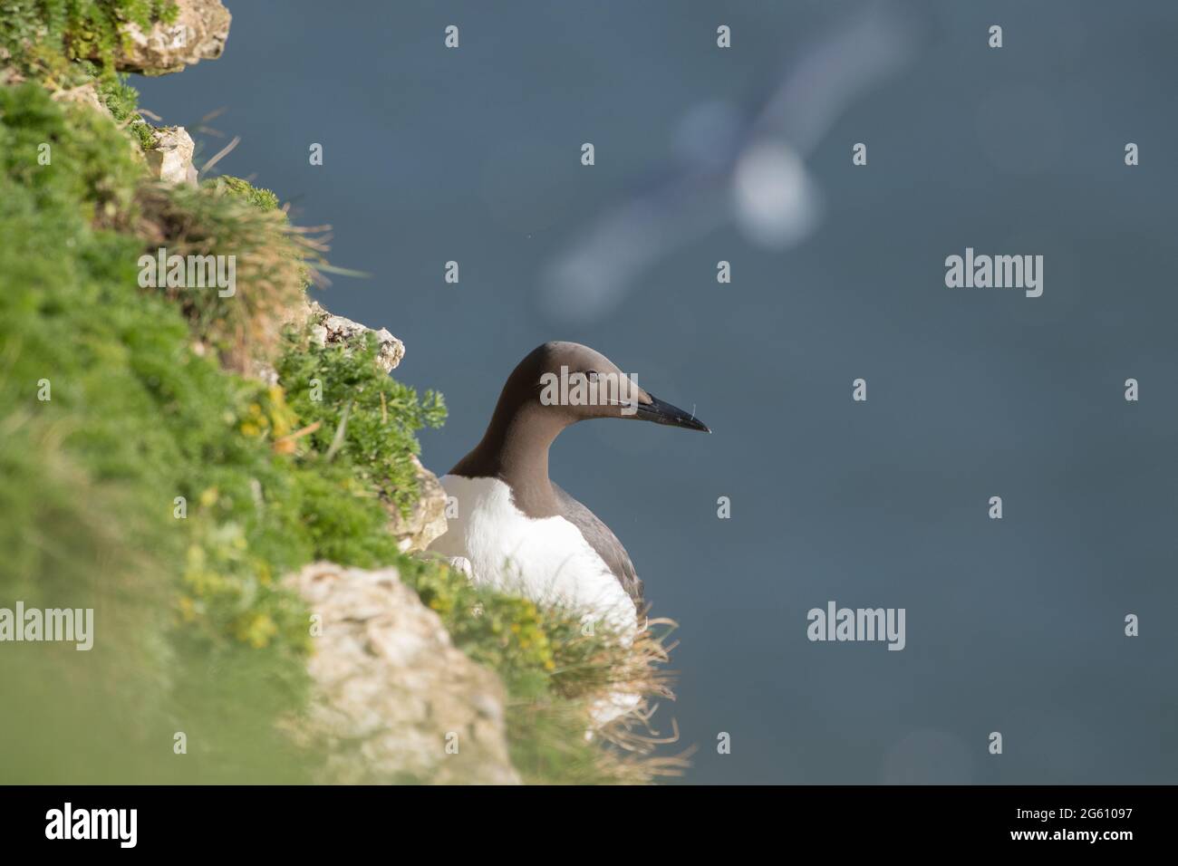 Guillemot, RSPB Bempton Cliffs Stock Photo - Alamy