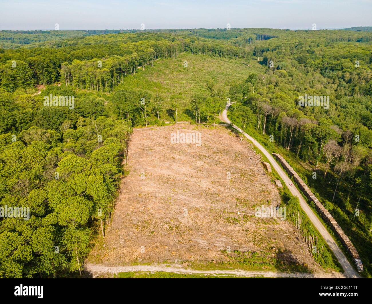 Young forest plantation hi-res stock photography and images - Alamy