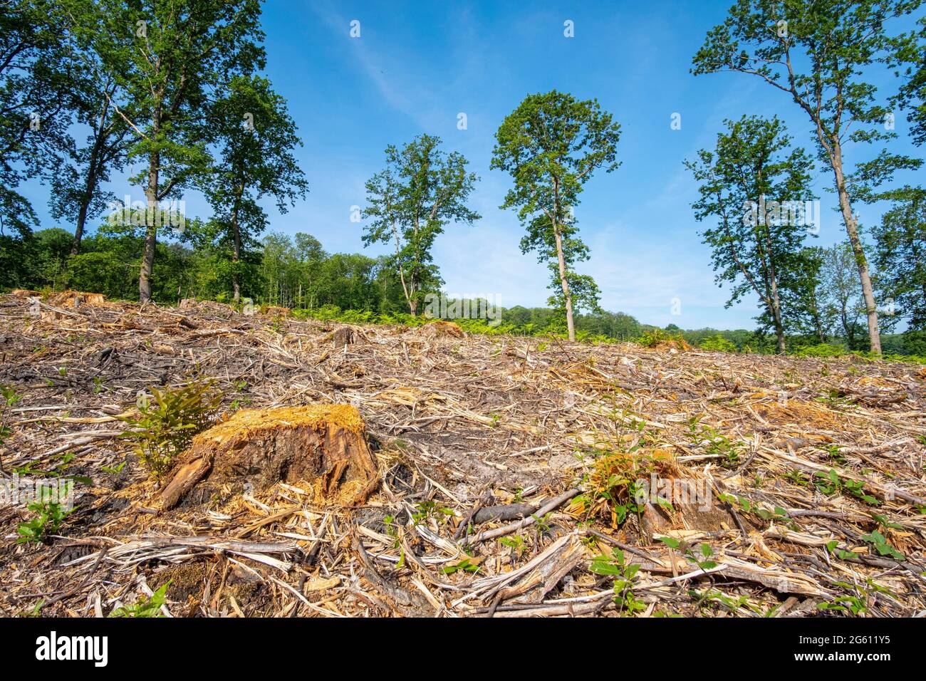 France, Val d'Oise, Montmorency Forest, cut chestnut trees, death of ...