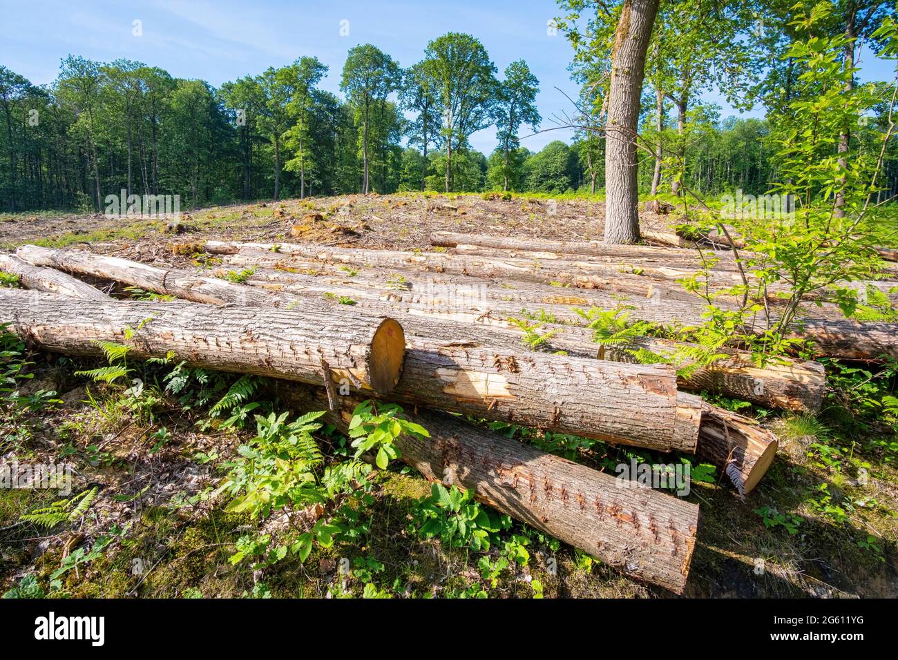France, Val d'Oise, Montmorency Forest, cut chestnut trees, death of ...